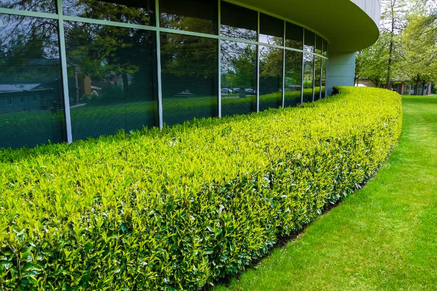 Home | The Hedge Cutting Company | East Midlands